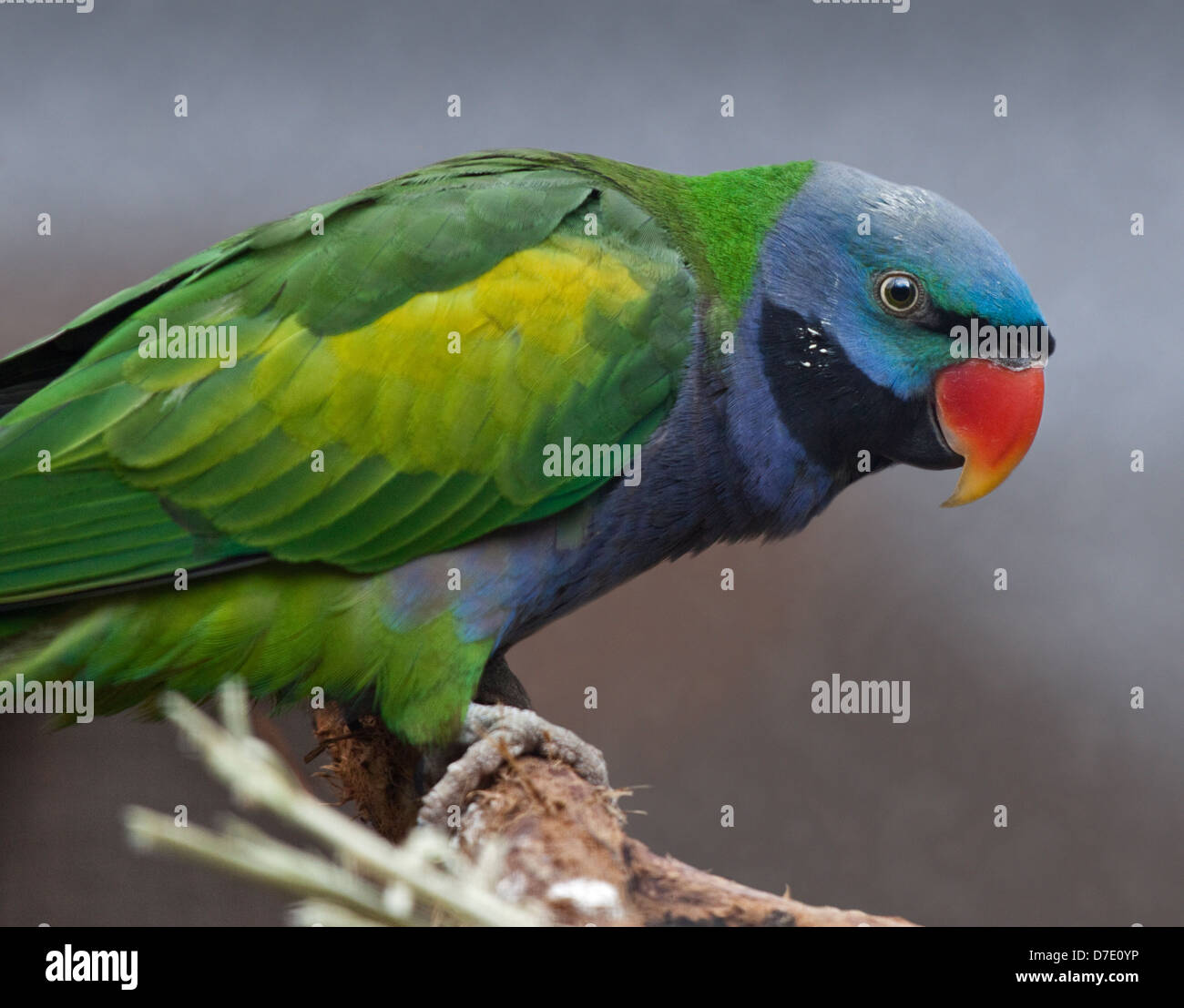 Derbyan Parakeet / Lord Derby's Parakeet (psittacula derbiana Stock ...