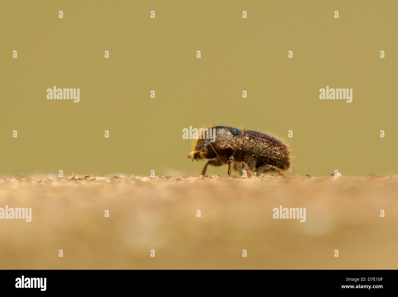 Ips typographus hi-res stock photography and images - Alamy
