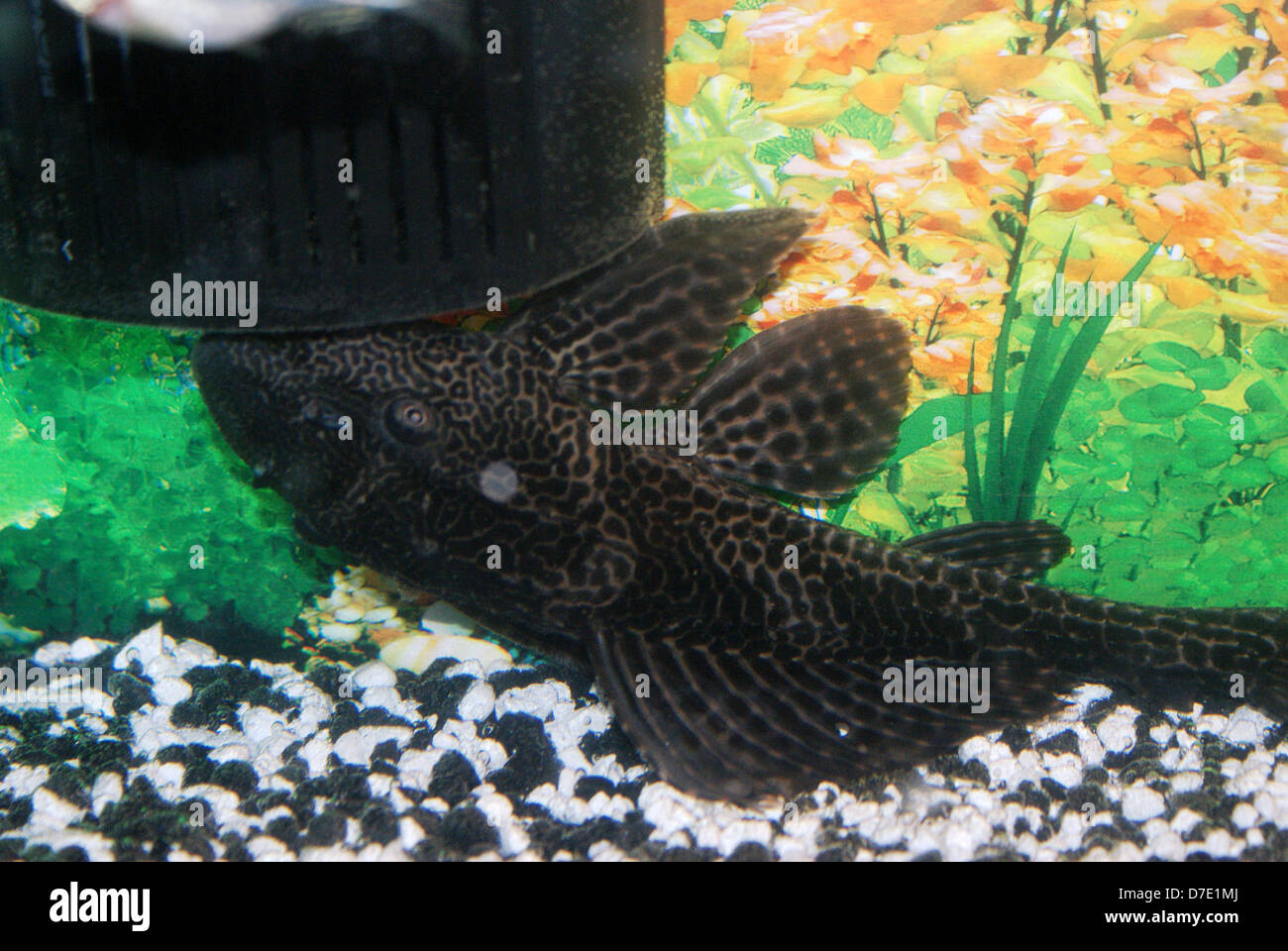 Plecostomus Stock Photo - Alamy