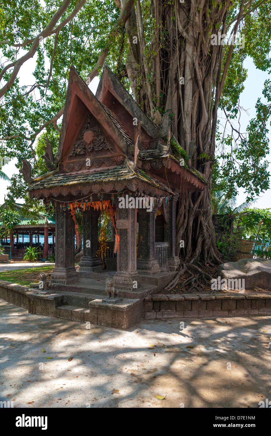 Fig tree shade hi-res stock photography and images - Alamy