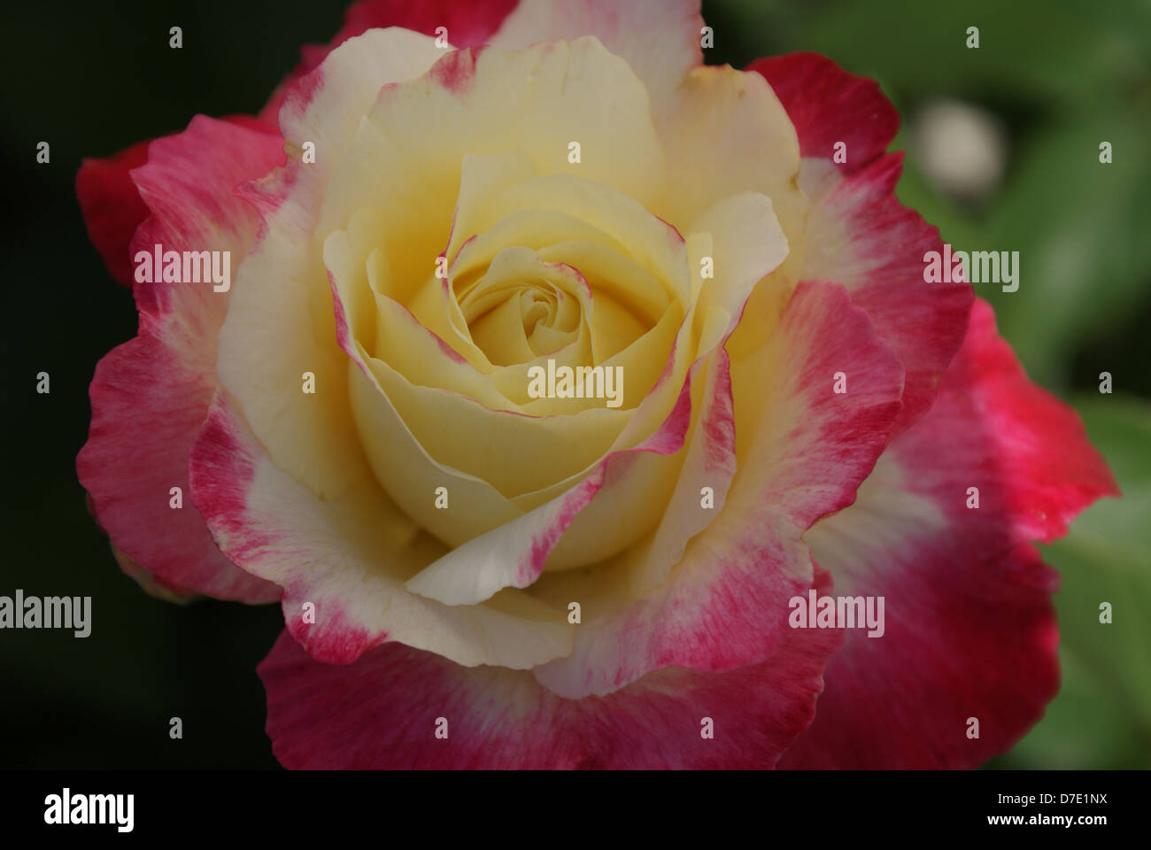 Double red rose hi-res stock photography and images - Alamy