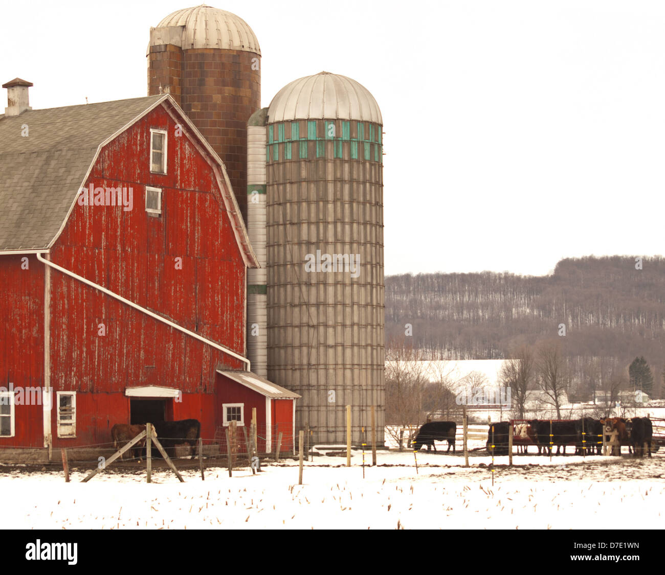 cattle farm in winter Stock Photo - Alamy