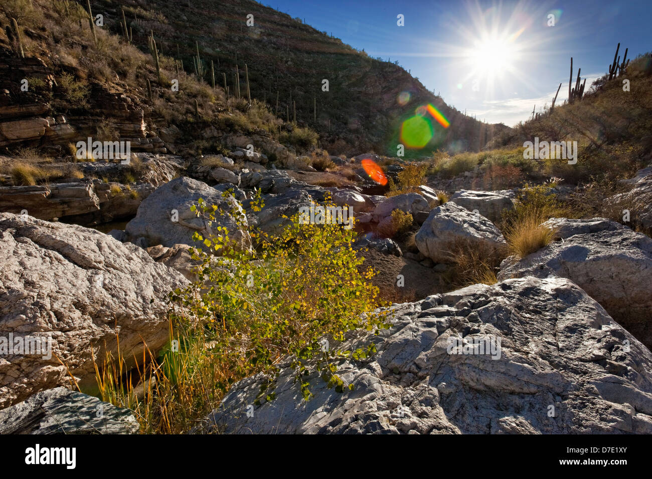 Tanque Verde River Canyon, Tucson, AZ Stock Photo - Alamy