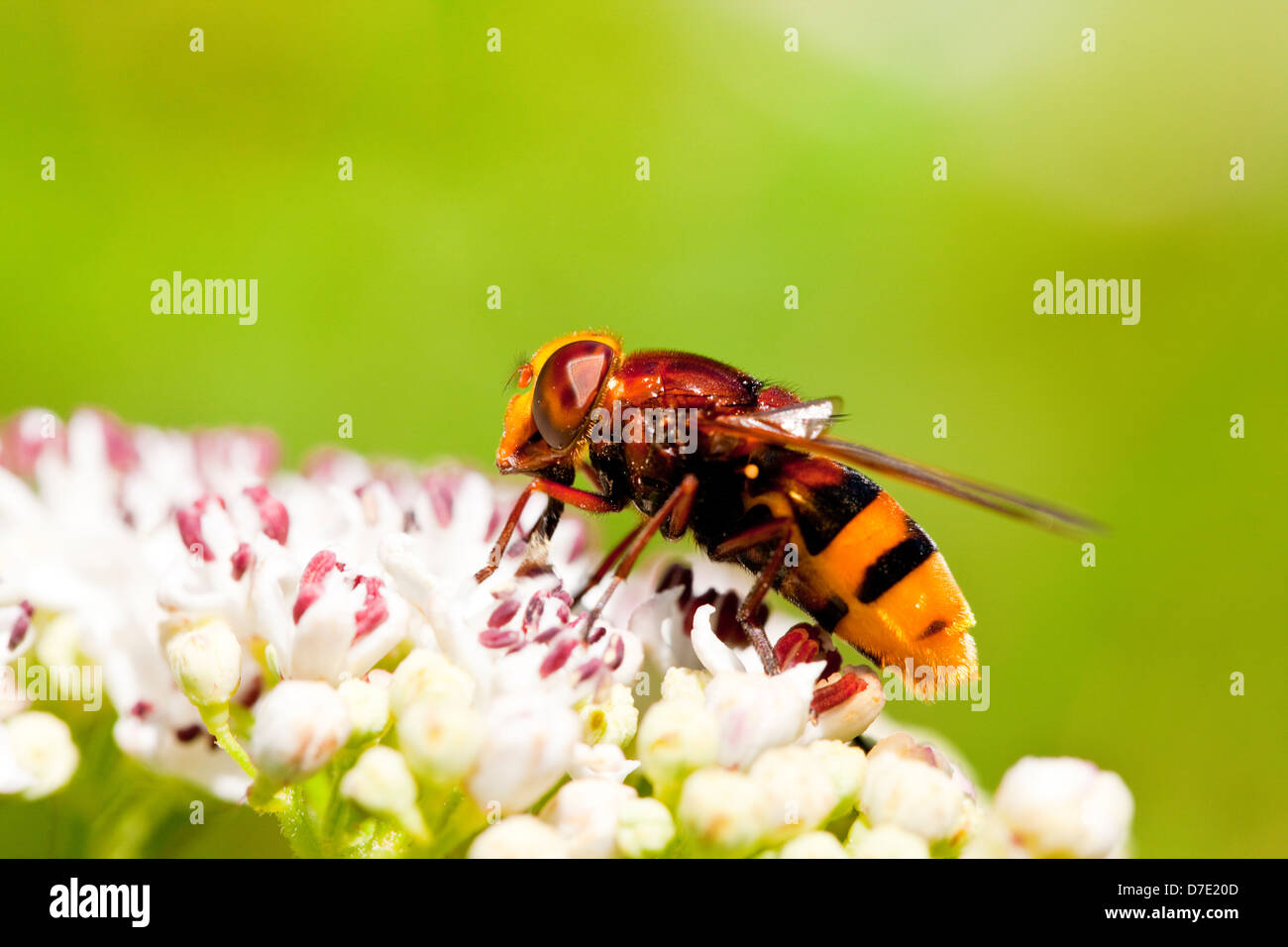 European hoverfly ( Helophilus Pendulus Stock Photo - Alamy