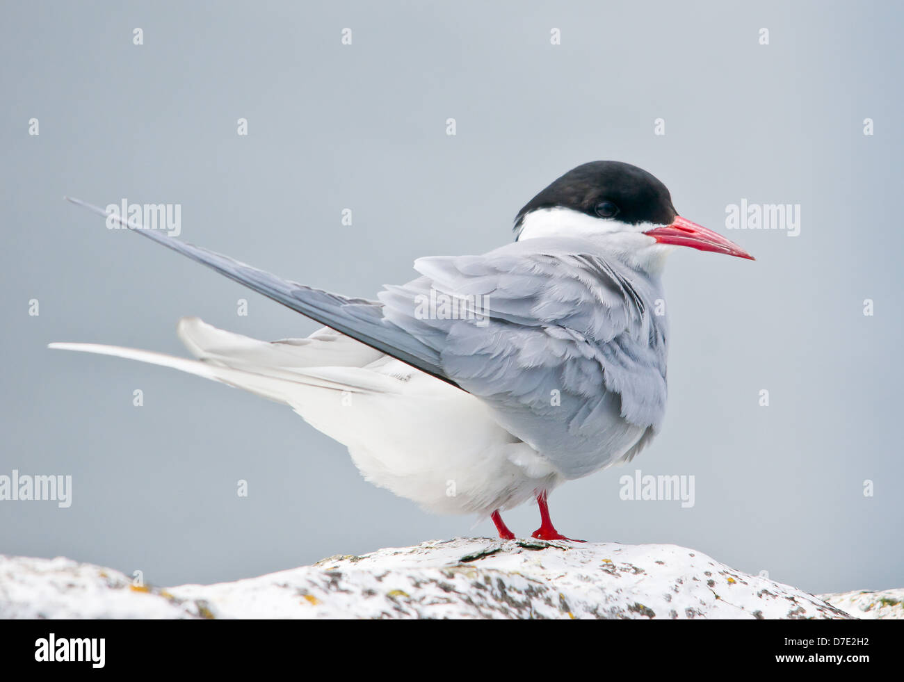 Terns gib hi-res stock photography and images - Alamy