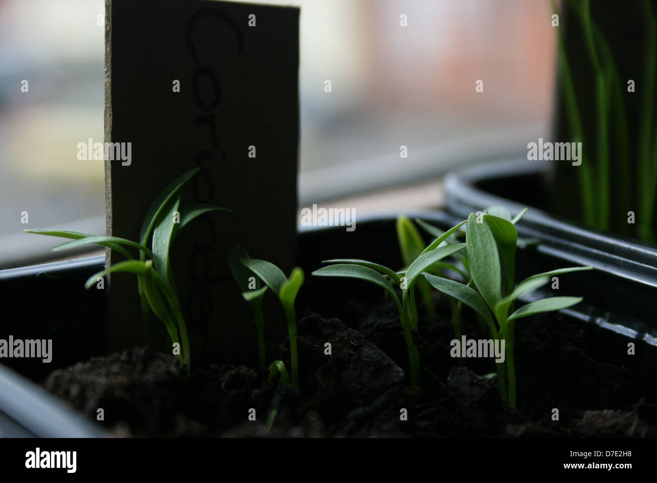 Spring coriander hi-res stock photography and images - Alamy