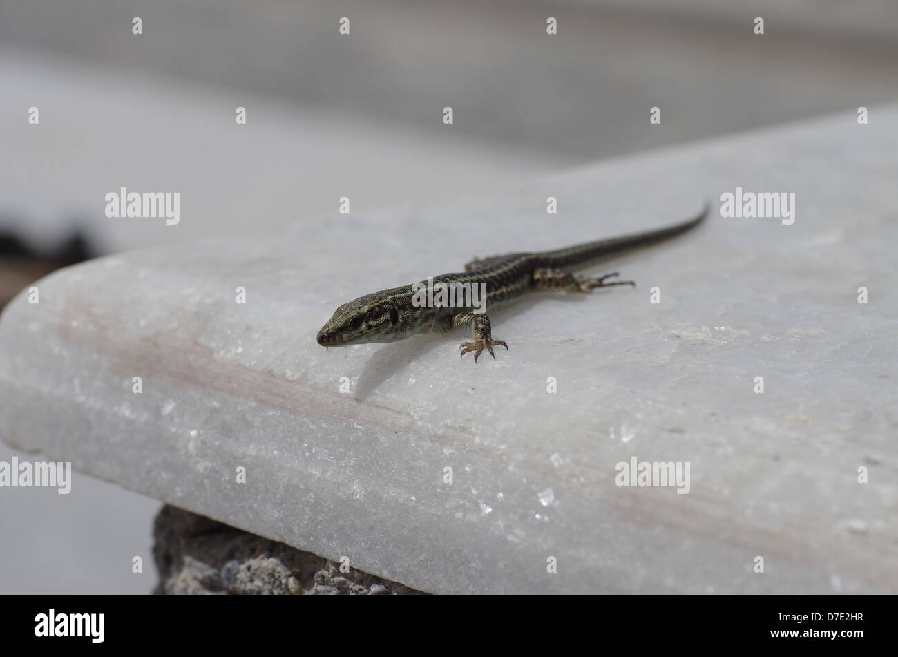 A small black lizard sits on a marble surface to keep cool Stock Photo ...