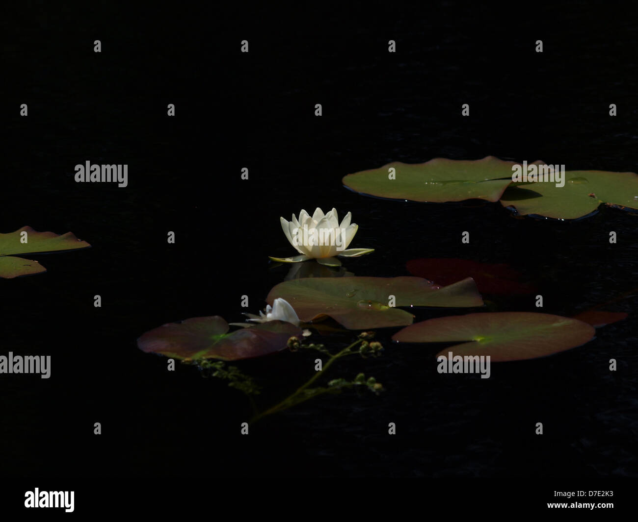 Lily Pad Floating On Water High Resolution Stock Photography and Images ...