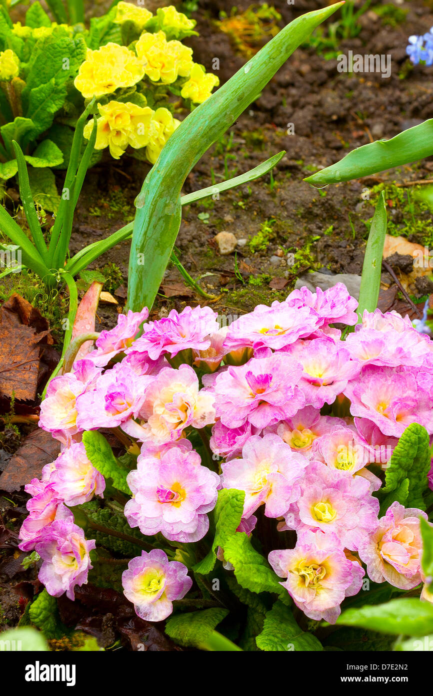 Pink primroses (Primula) in the garden, after the rain. Cloudy day ...