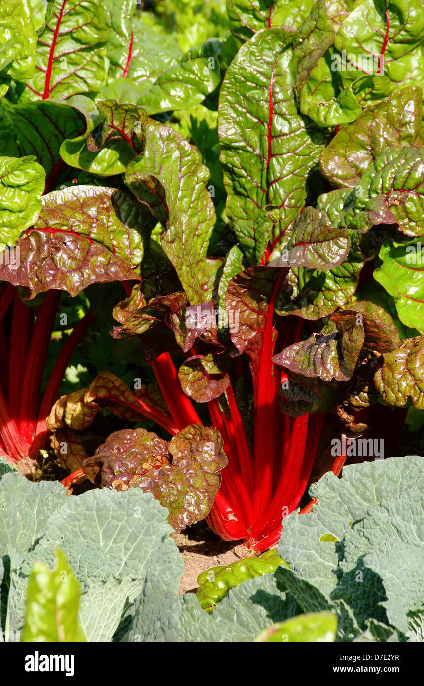 Mangold blatter hi-res stock photography and images - Alamy