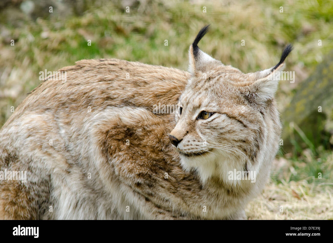 Lynx ears hi-res stock photography and images - Alamy