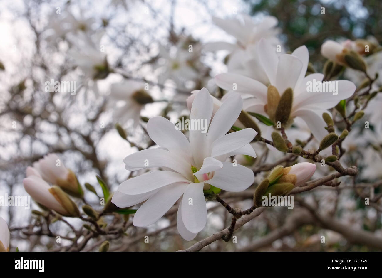 Magnolia stellata hi-res stock photography and images - Alamy