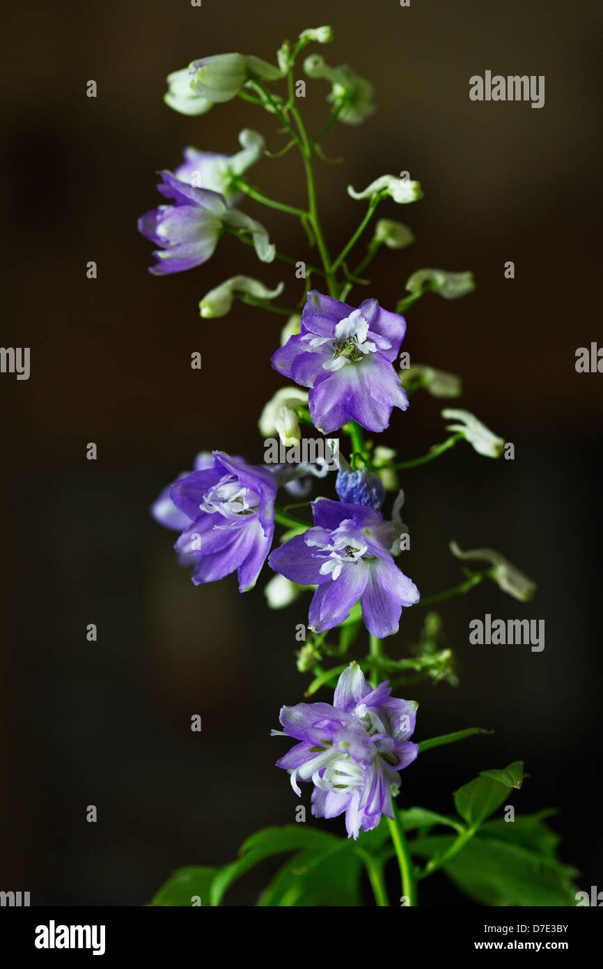 Delphinium blue flower hi-res stock photography and images - Alamy