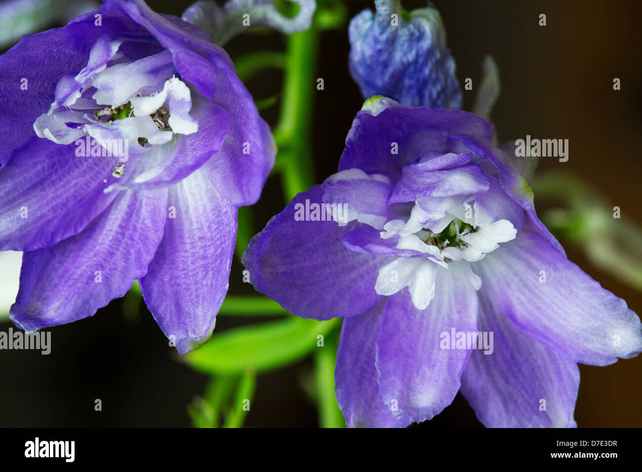 Delphinium Flower High Resolution Stock Photography and Images - Alamy
