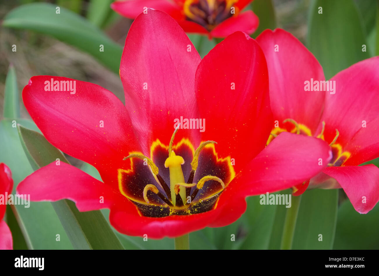 Red tulip up close hi-res stock photography and images - Alamy