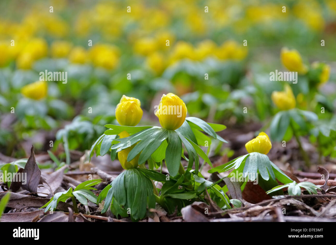 Aconite hi-res stock photography and images - Alamy