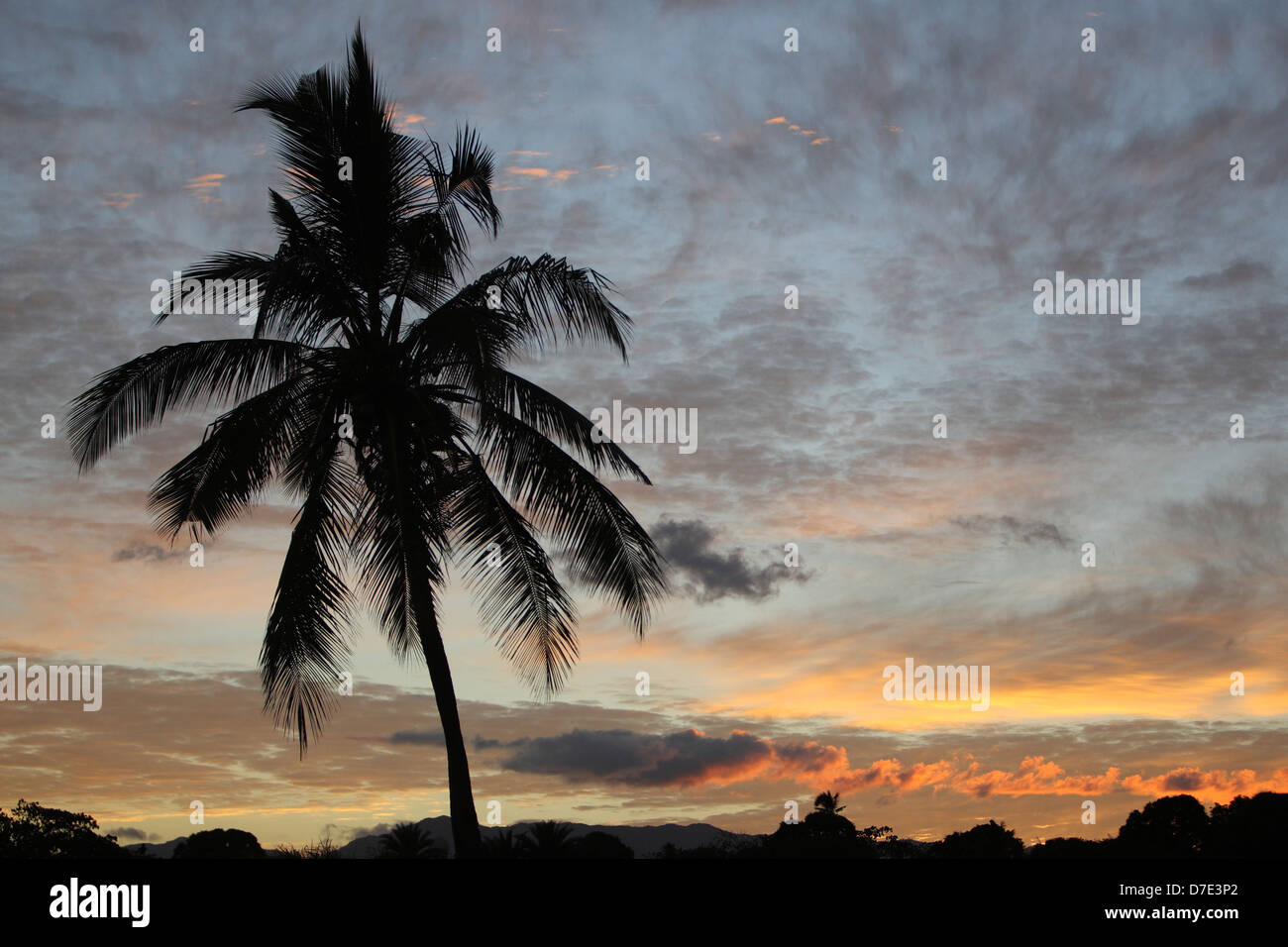 Palm leaf of victory hi-res stock photography and images - Alamy