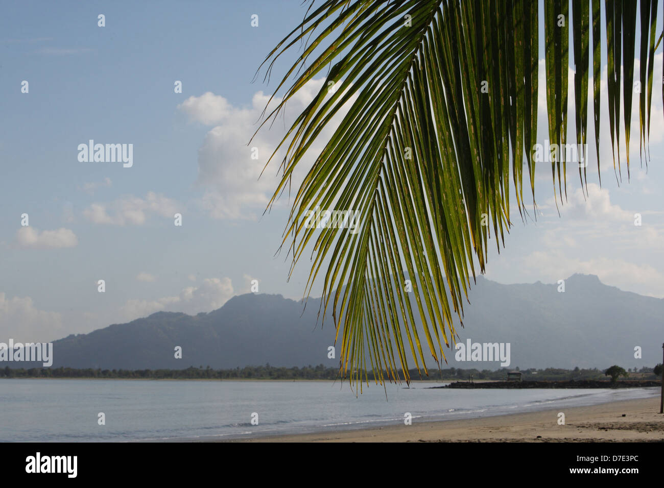 Palm leaf of victory hi-res stock photography and images - Alamy