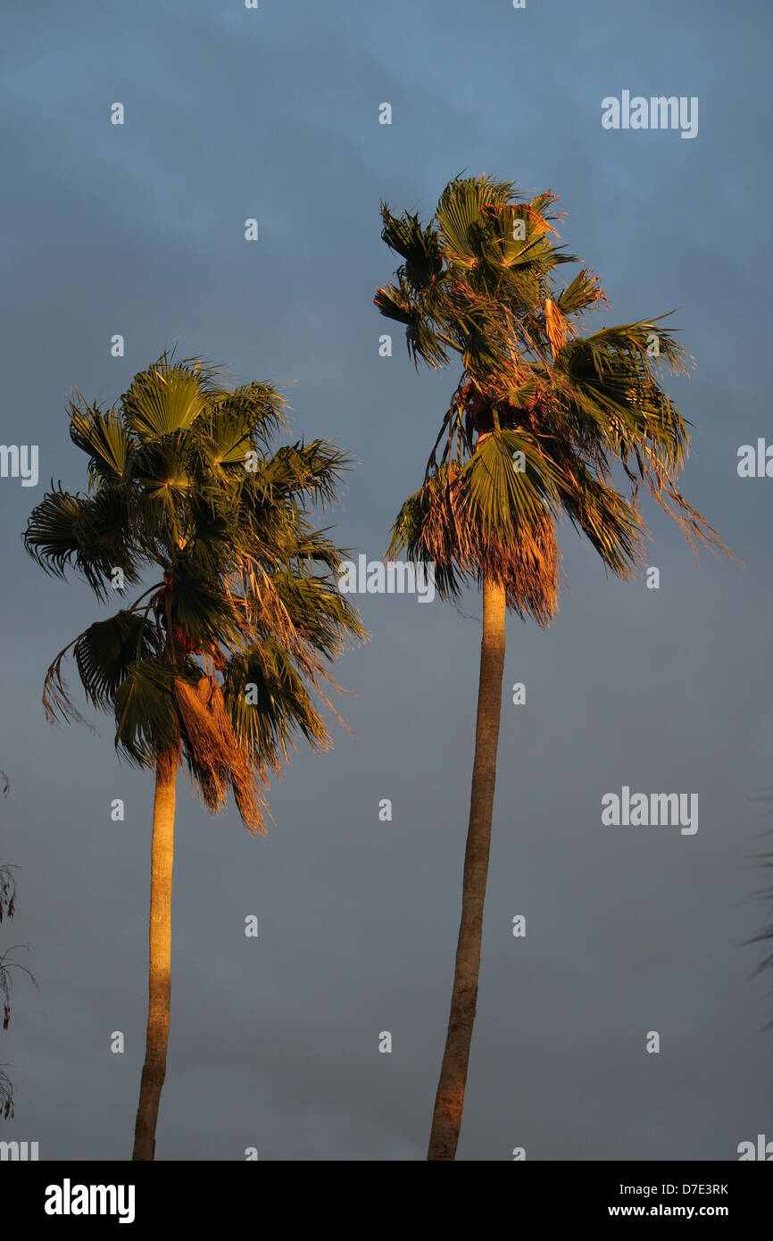 Palm leaf of victory hi-res stock photography and images - Alamy