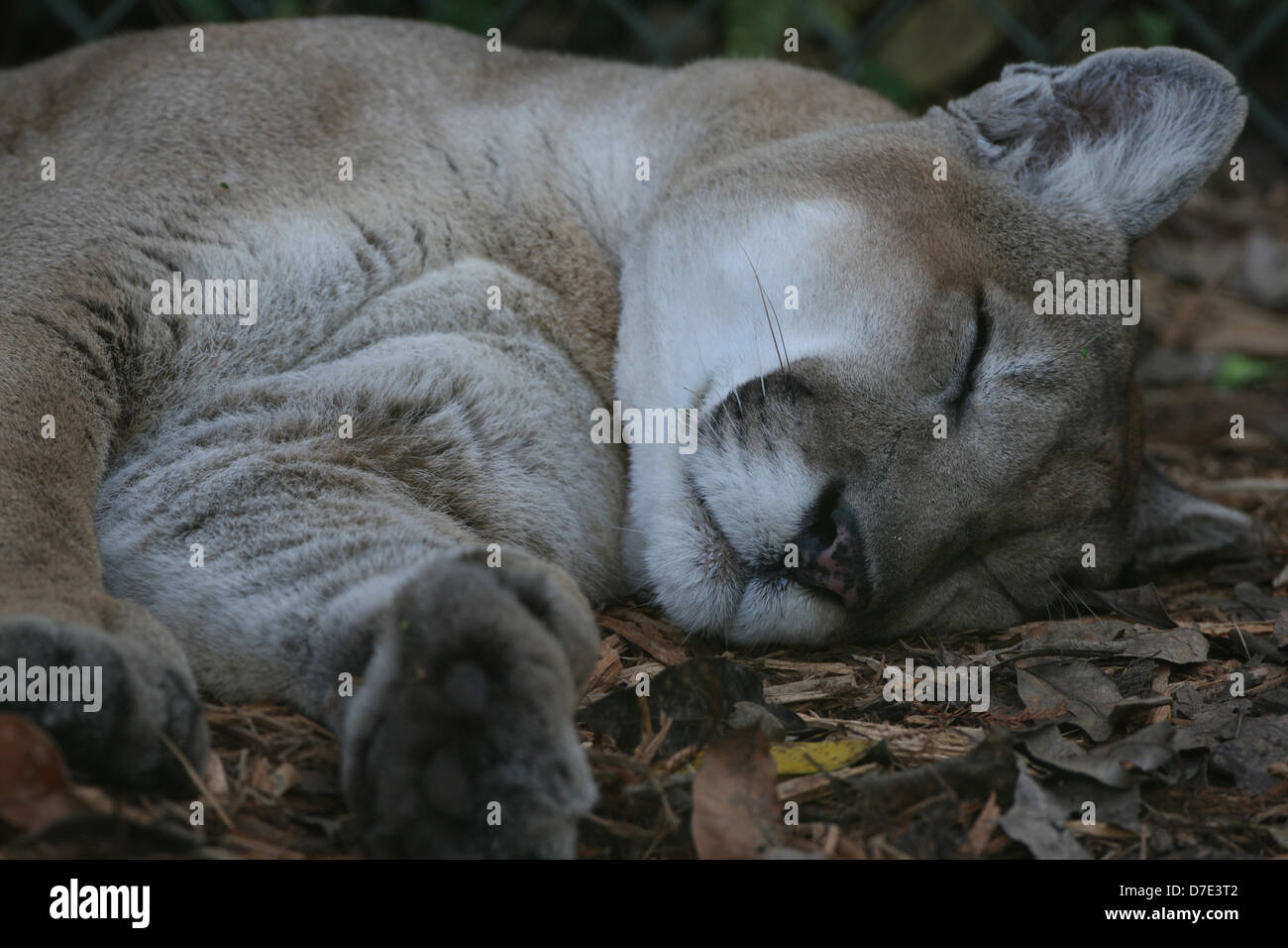 Florida panther endangered species hi-res stock photography and images ...