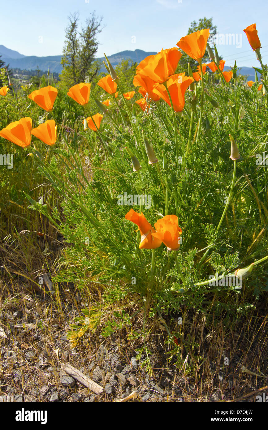 Oregon wild flowers hi-res stock photography and images - Alamy