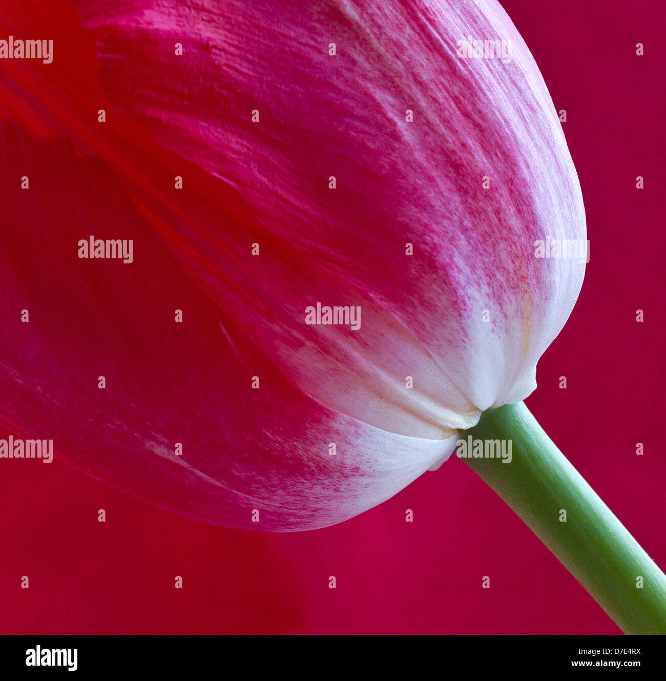 Tulip wall hi-res stock photography and images - Alamy