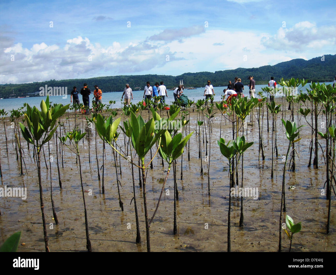 Mangrove planting hi-res stock photography and images - Alamy