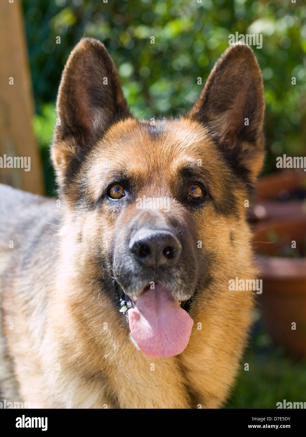 German shepherd portrait outdoors. A beautiful and loyal animal Stock ...
