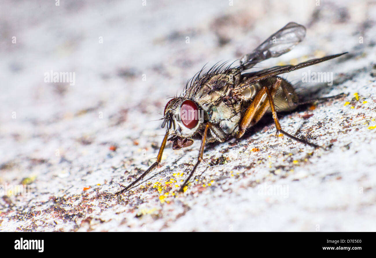 Outdoor picture of a fly hi-res stock photography and images - Alamy