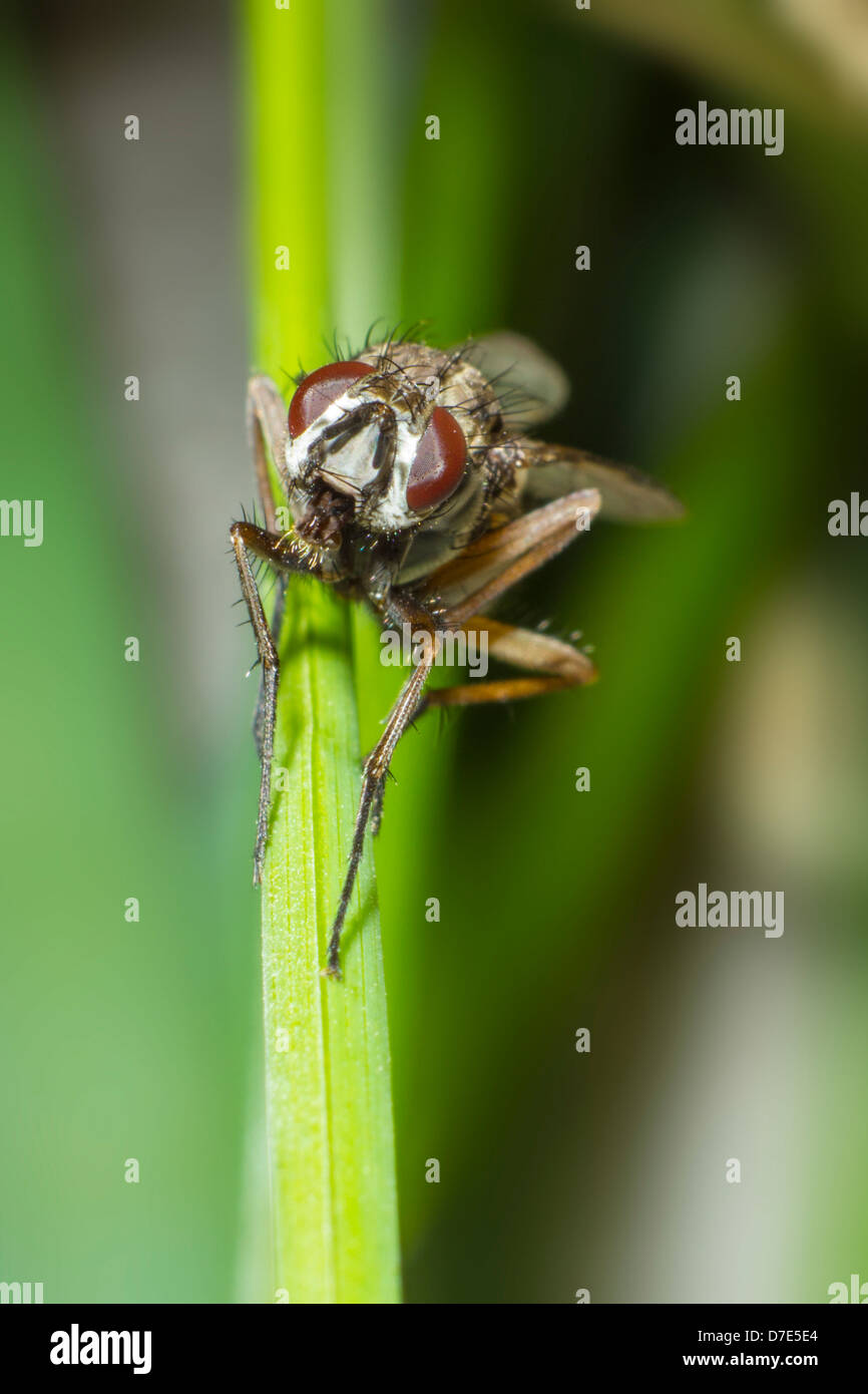 Portrait of a fly Stock Photo - Alamy
