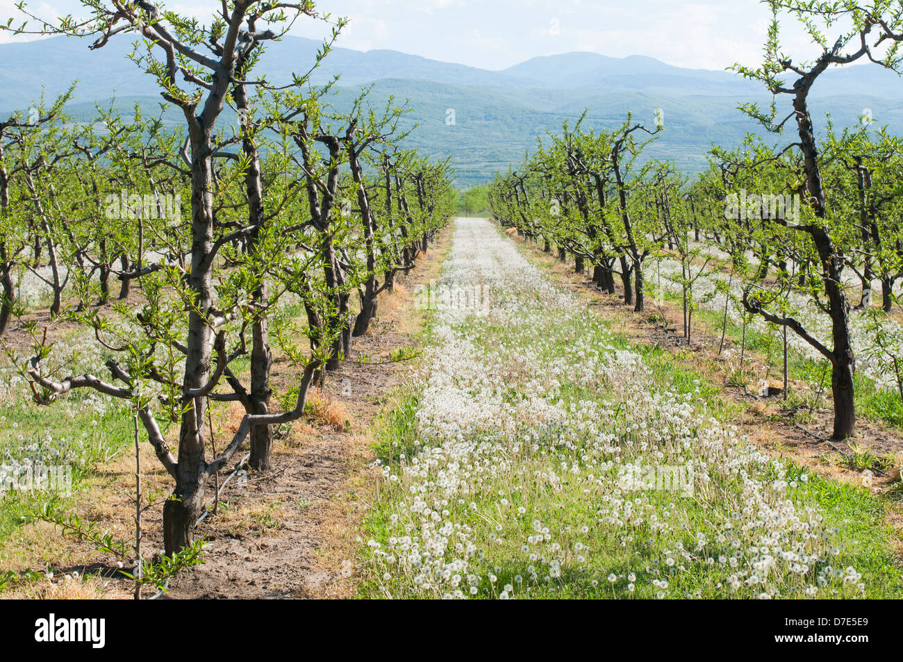 Young cherry trees. Cherry orchard Stock Photo - Alamy