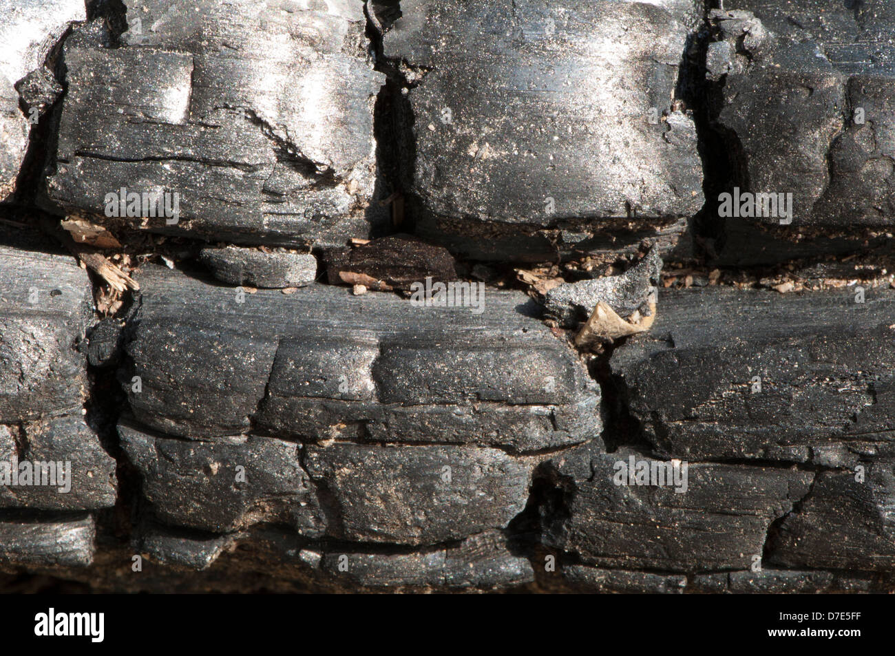 Coal fir hi-res stock photography and images - Alamy