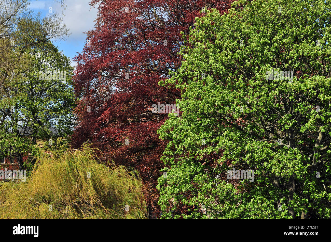 Spring leaf hi-res stock photography and images - Alamy