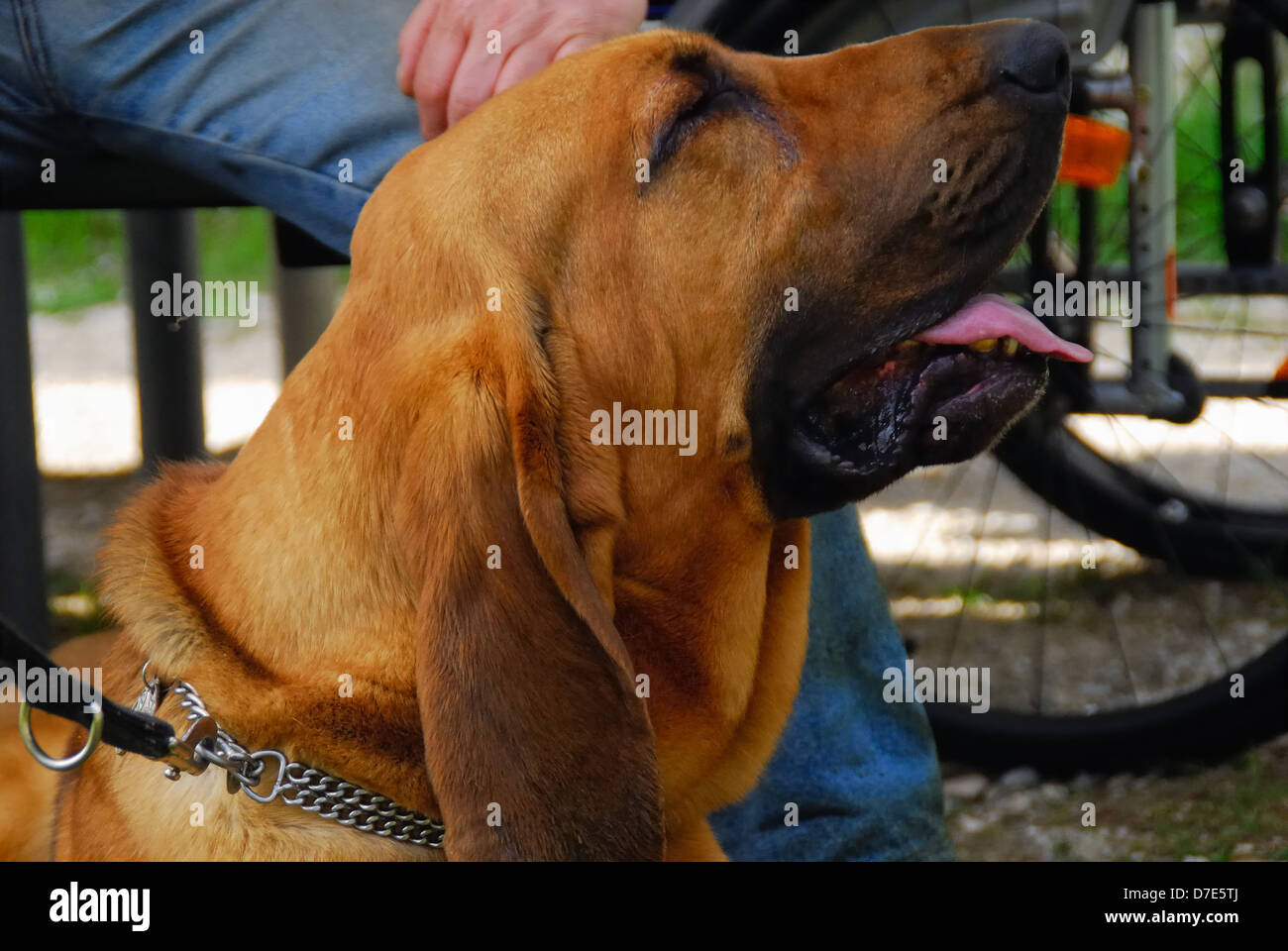 Bloodhound dog hi-res stock photography and images - Alamy