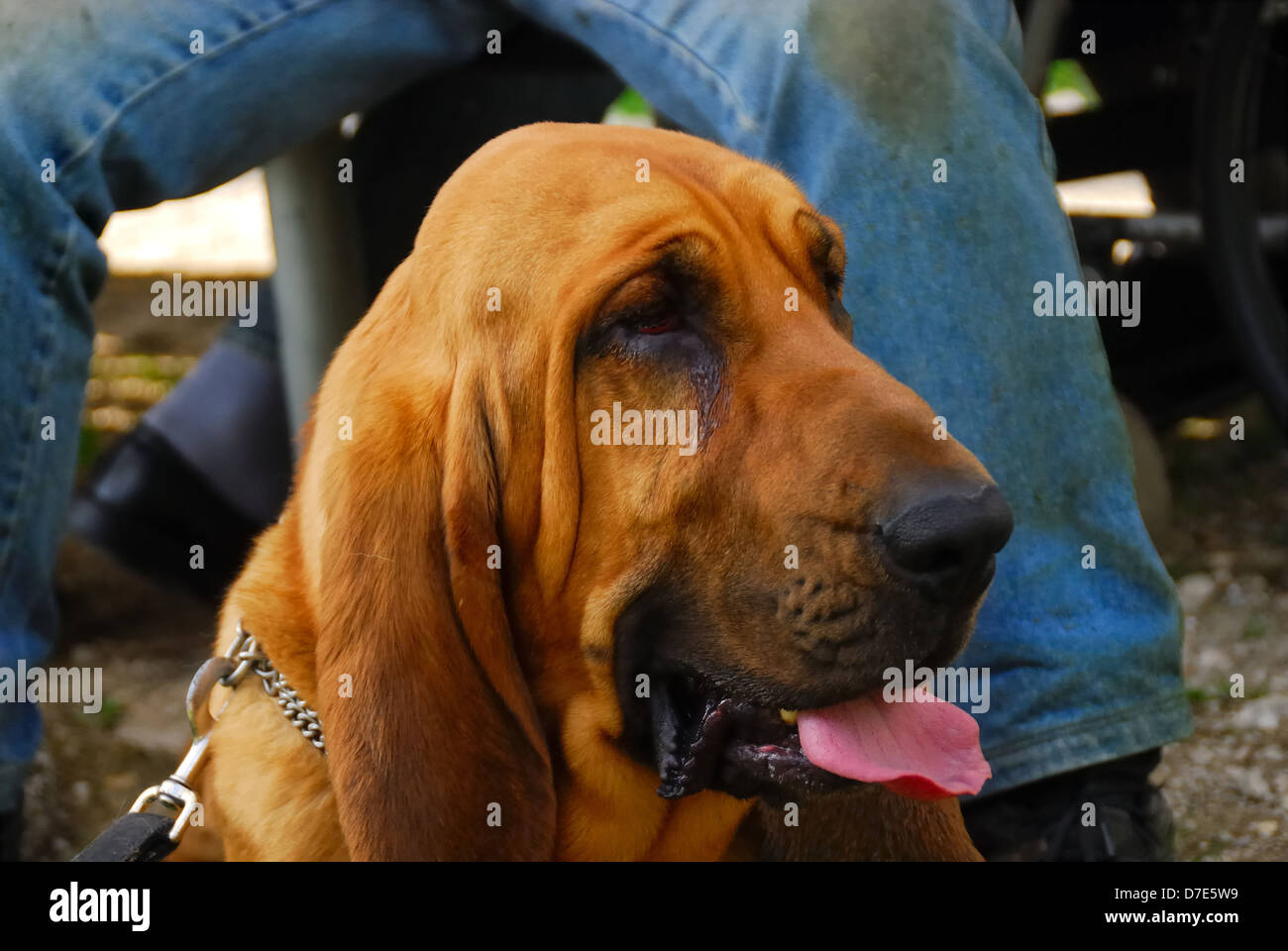 Portrait of a Bloodhound dog Stock Photo - Alamy