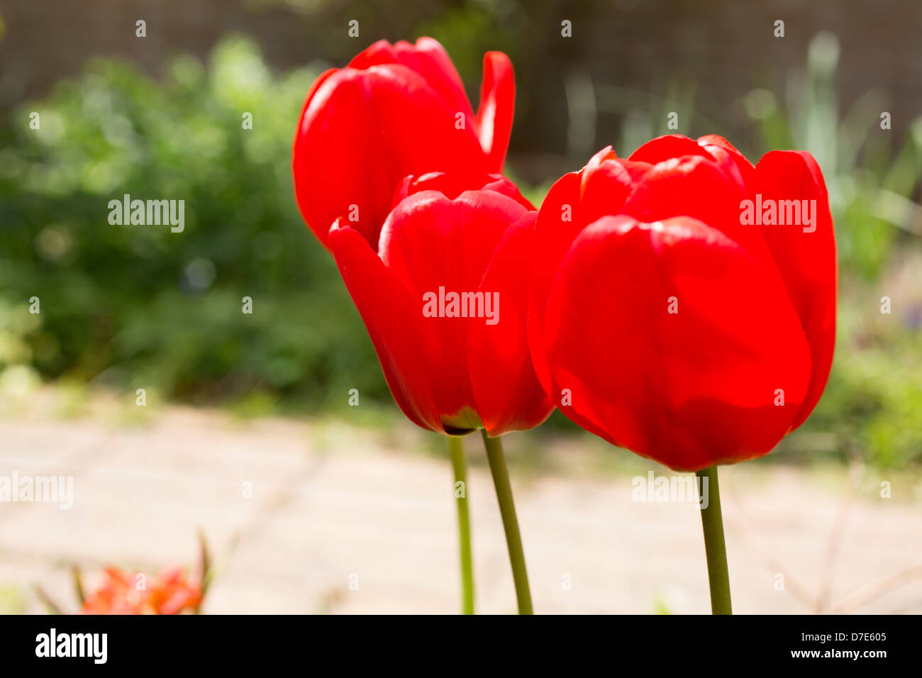 3 red tulips Stock Photo - Alamy