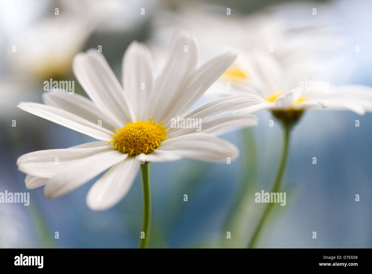 Daisy summers hi-res stock photography and images - Alamy