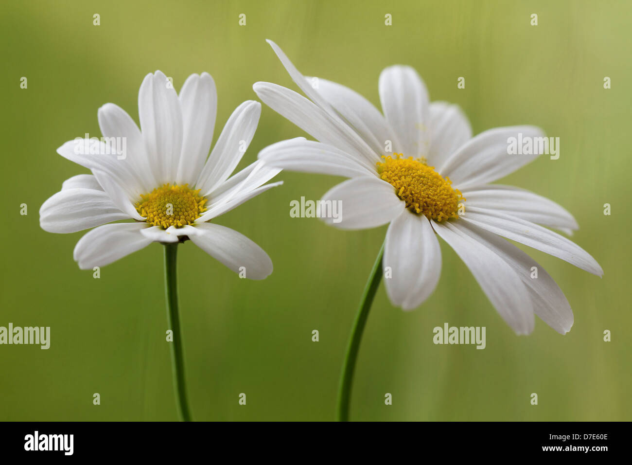 Marguerite flower petals hi-res stock photography and images - Alamy
