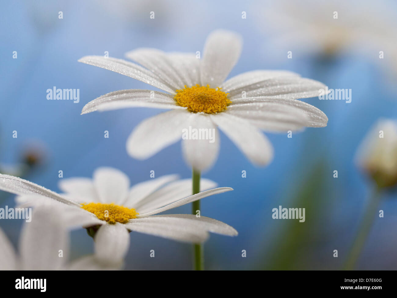 Blue marguerite daisy hi-res stock photography and images - Alamy