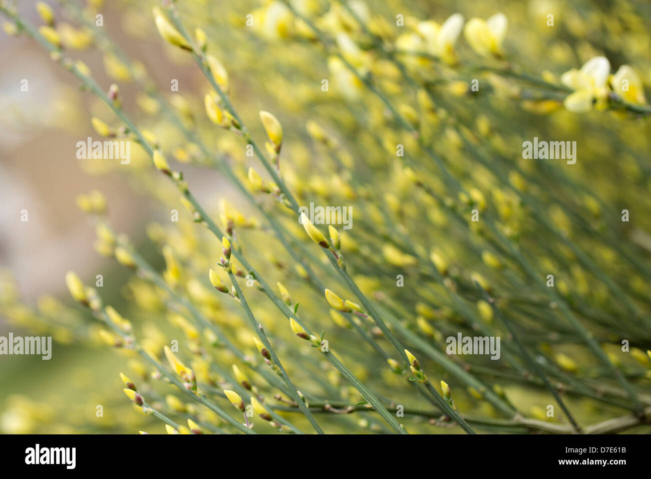 Yellow broom hi-res stock photography and images - Alamy