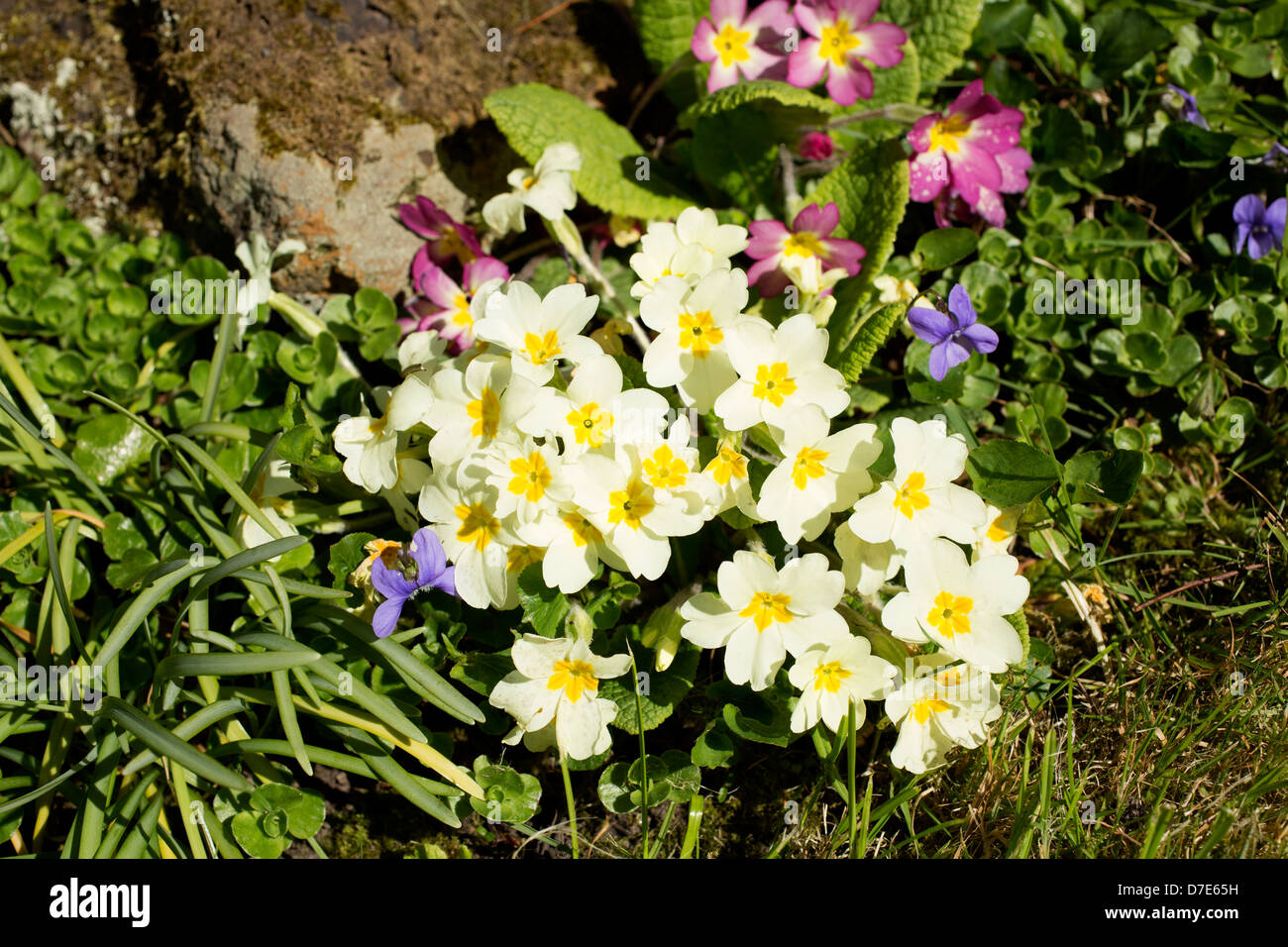 Pin primrose flower hi-res stock photography and images - Alamy