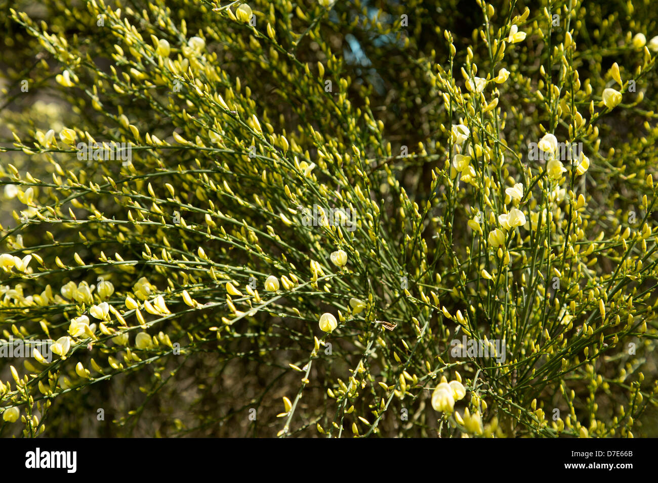 Yellow broom hi-res stock photography and images - Alamy