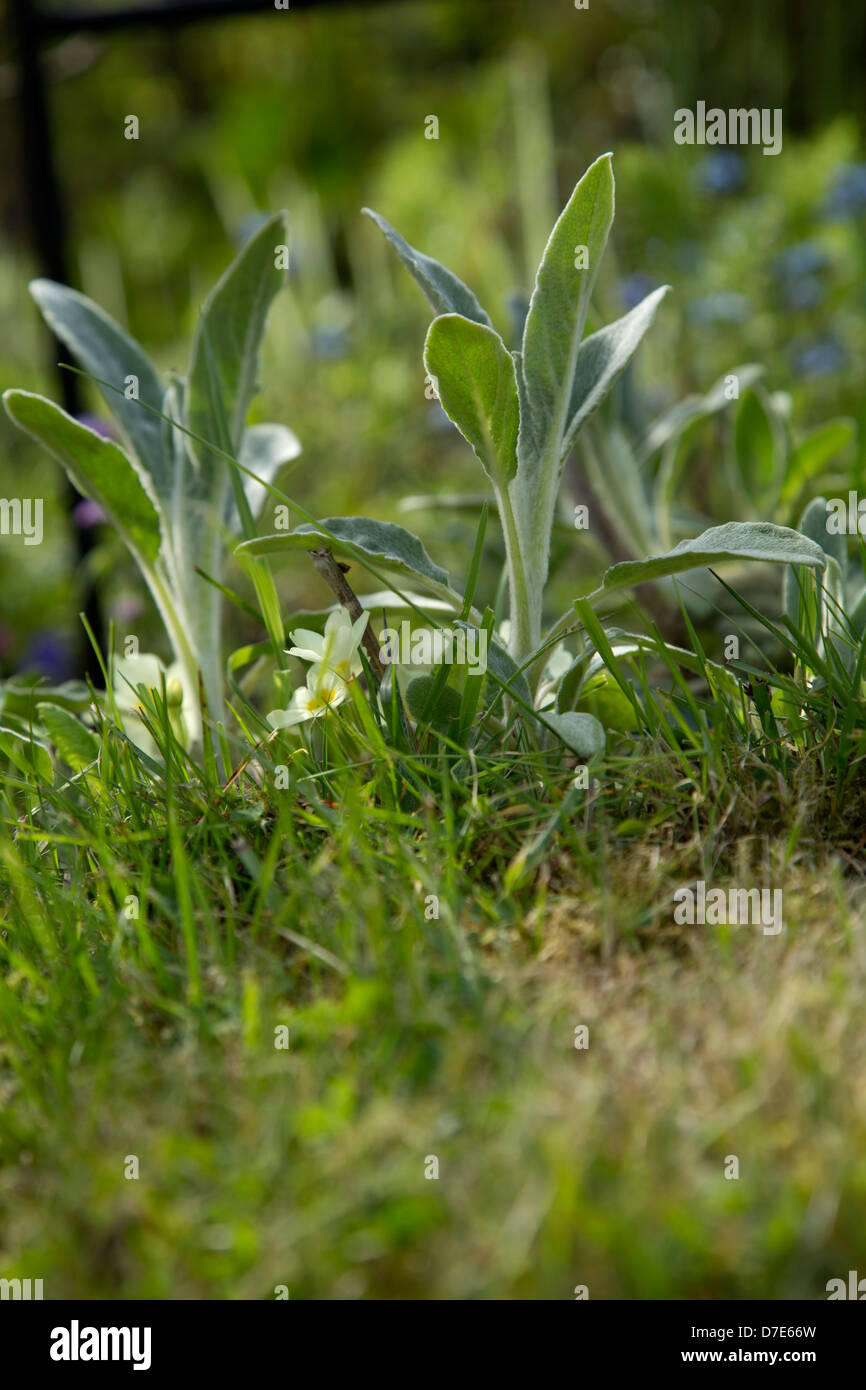Plot plant hi-res stock photography and images - Alamy