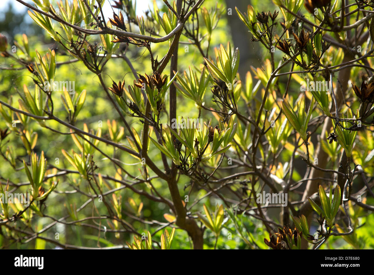 Branches tree green yellow hi-res stock photography and images - Alamy