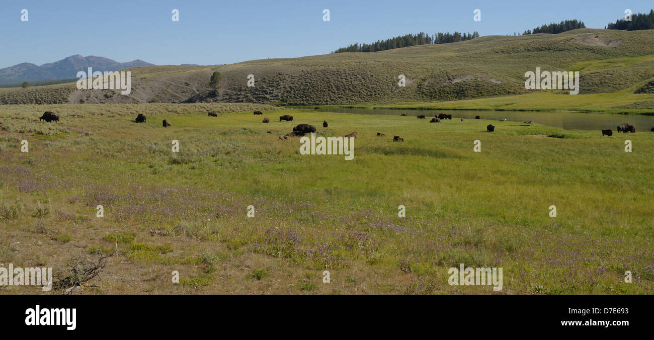 Blue sky view bison herd grazing green grass by Yellowstone River ...