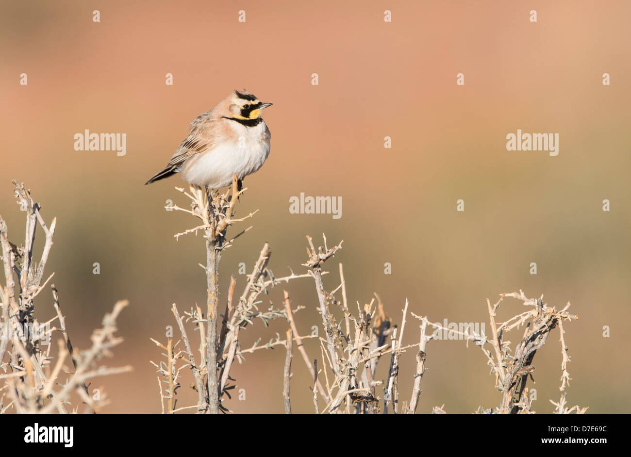 Horned lark hi-res stock photography and images - Alamy
