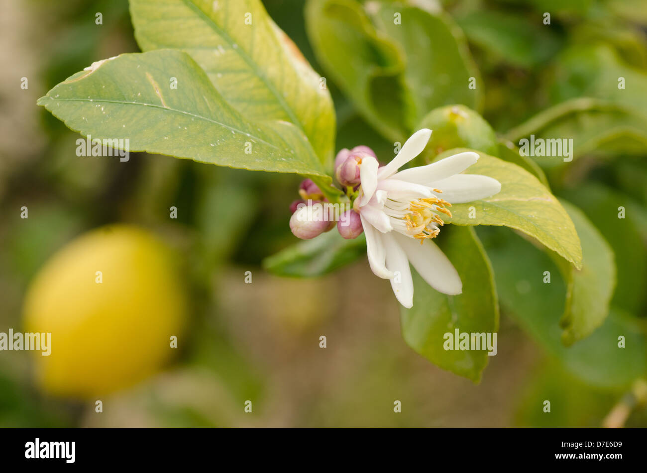 Flowering lemon tree with ripe fruit in the background Stock Photo - Alamy