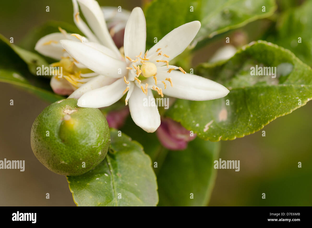 Flowering lemon tree with its aromatic flowers Stock Photo - Alamy