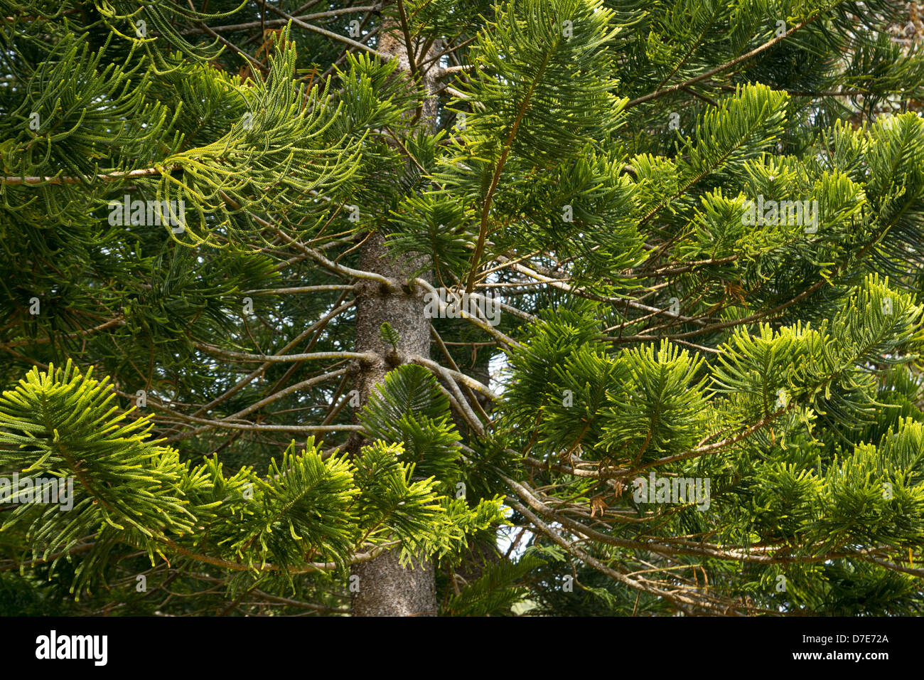Cook island pine trees hi-res stock photography and images - Alamy