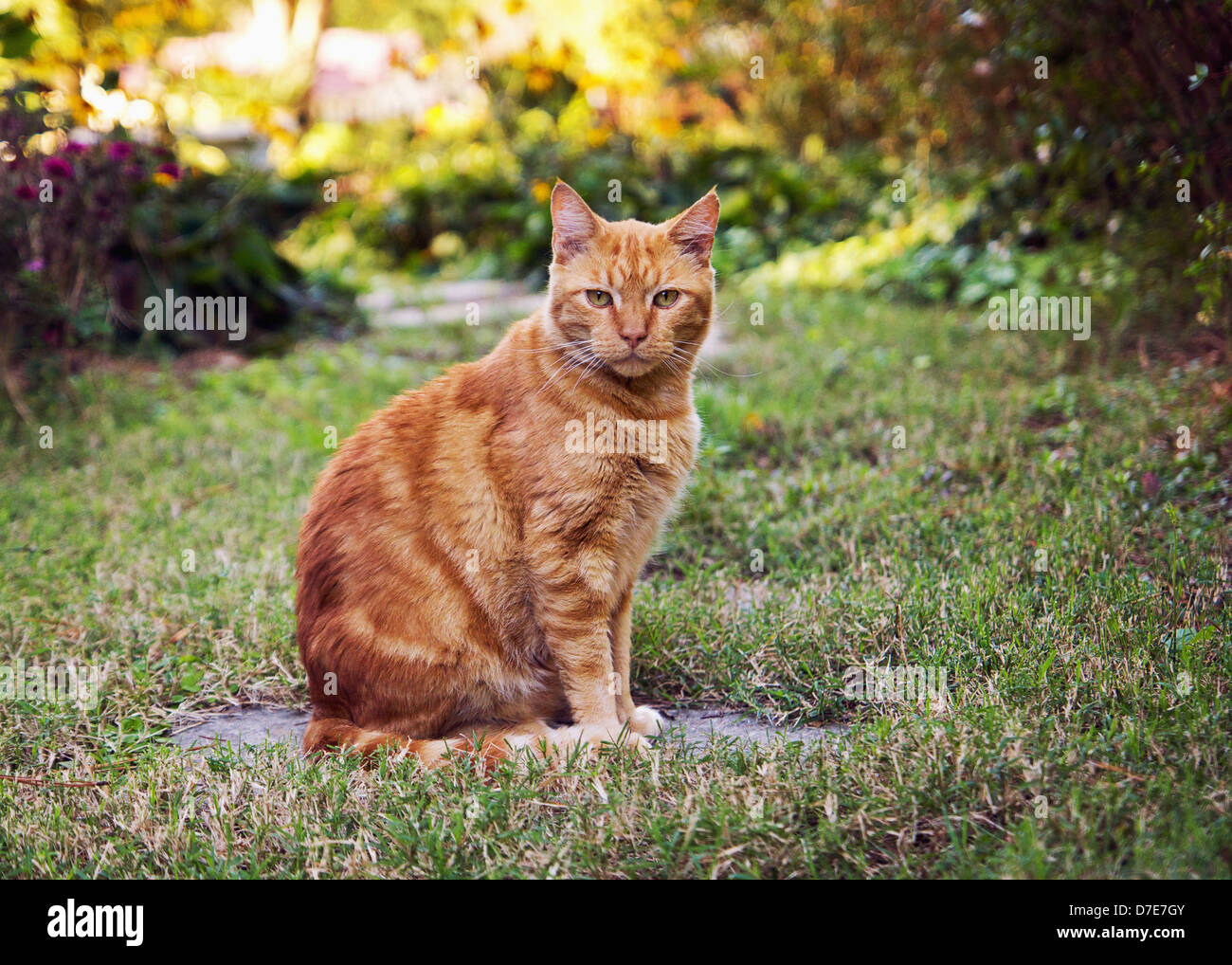 an orange feline sitting in a garden Stock Photo - Alamy